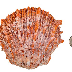 Red Orange Spiny Oyster Shell – First Quality (1086-41-G6335) - Etsy