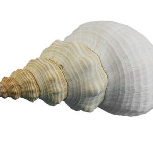Mexican Horse Conch Shell: 14-15" (1362-1415-AS) - Etsy