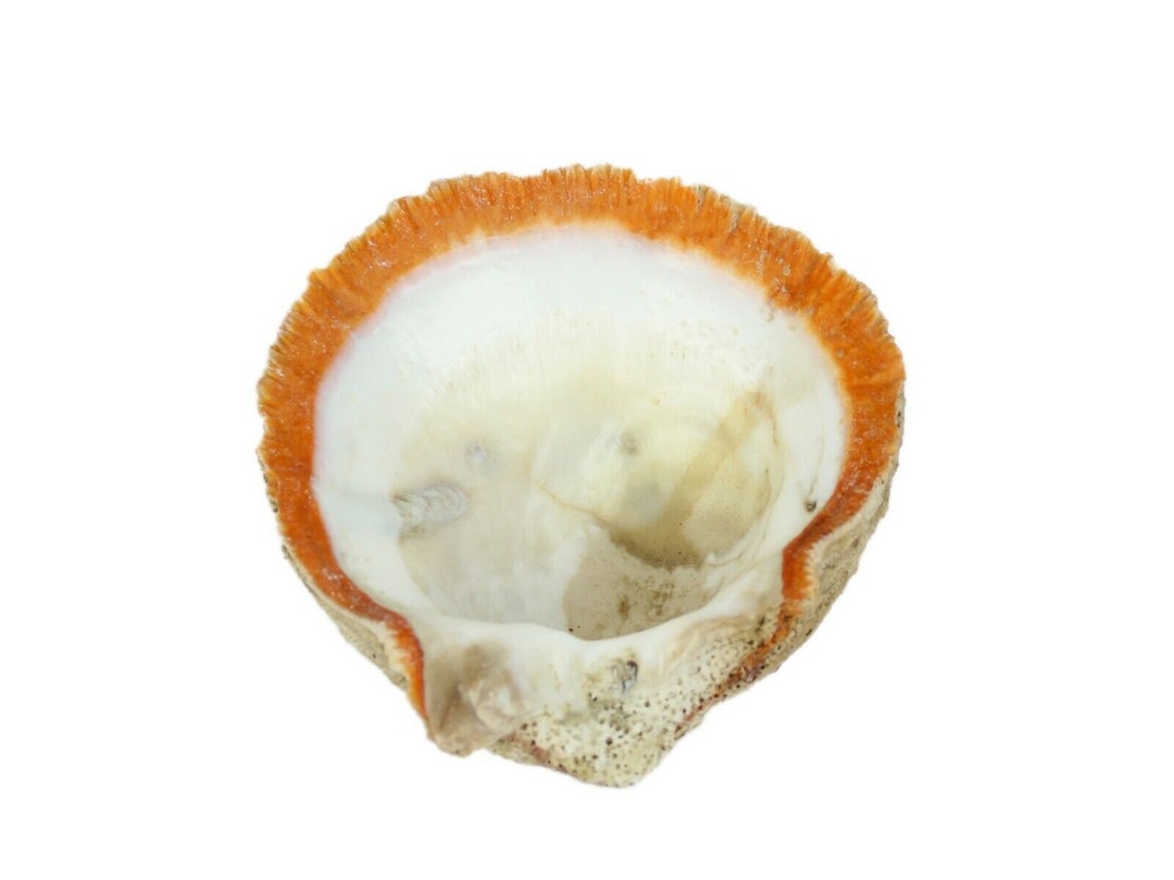 Red Orange Spiny Oyster Shell – Second Quality (1086-12-G3339) - Etsy
