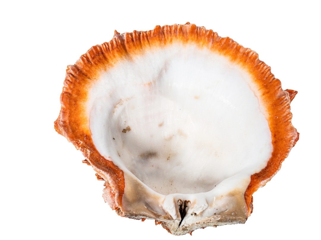 Red Orange Spiny Oyster Shell – First Quality (1086-41-G6330) - Etsy