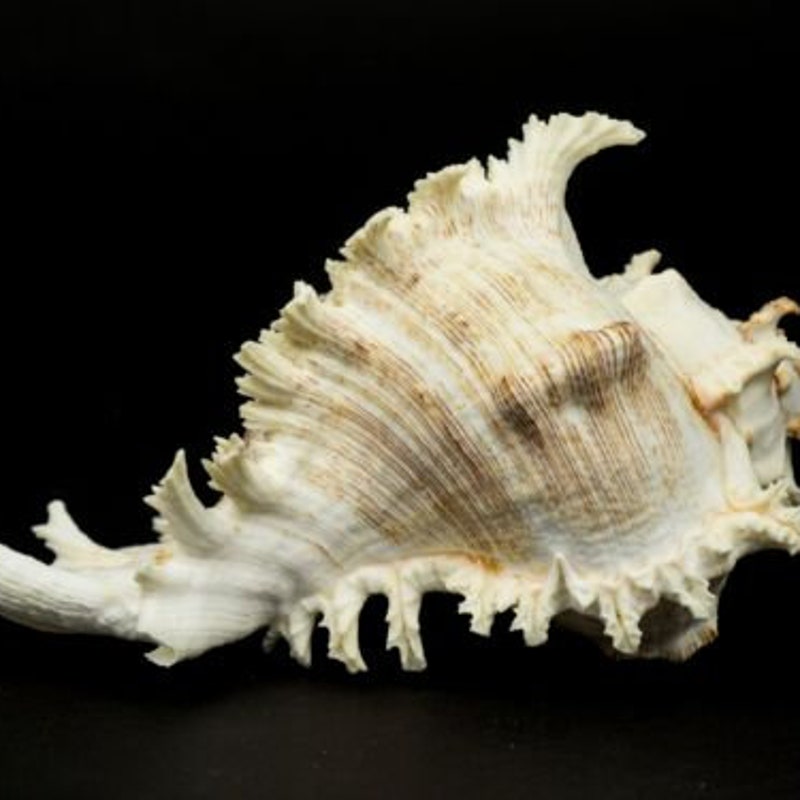Murex Shell - Etsy