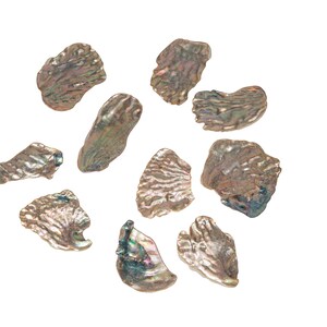 Creamy White African Abalone Shell Pieces: 50mm Size. 1-kg Bag - Etsy