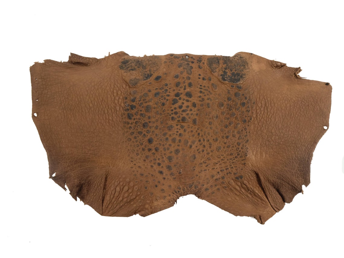 Real Cane Toad Skin Leather: Brown 1018-10-BR P15 | Etsy