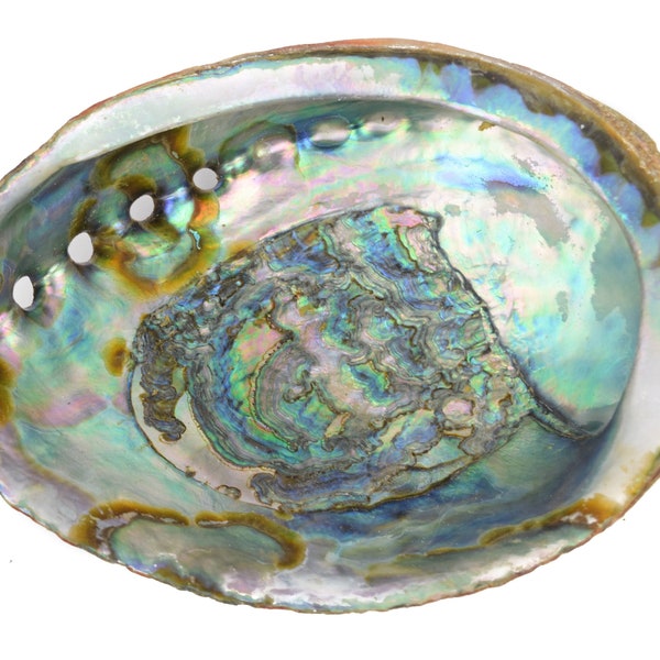 Abalone Shell - Etsy