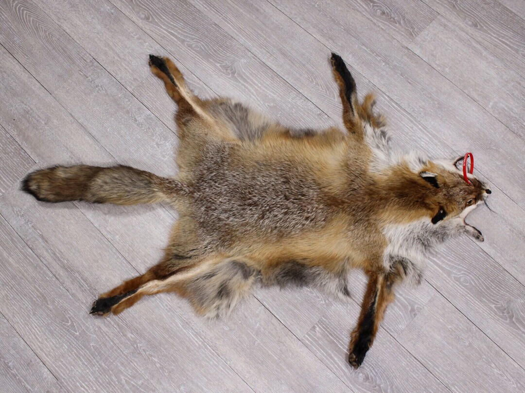 Real Red Fox Skin With Feet (180-03-WF-G4027) Y1K - Etsy