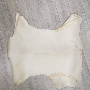 Extra-large Bleached Goat Rawhide Skin 55-50XB-AS L8 - Etsy