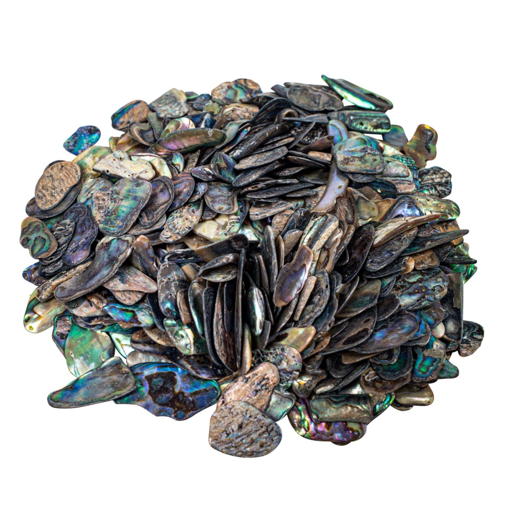 Random Assorted Paua Abalone Shell Pieces Satin: Fine 1/4 Lb (565-TPSF ...