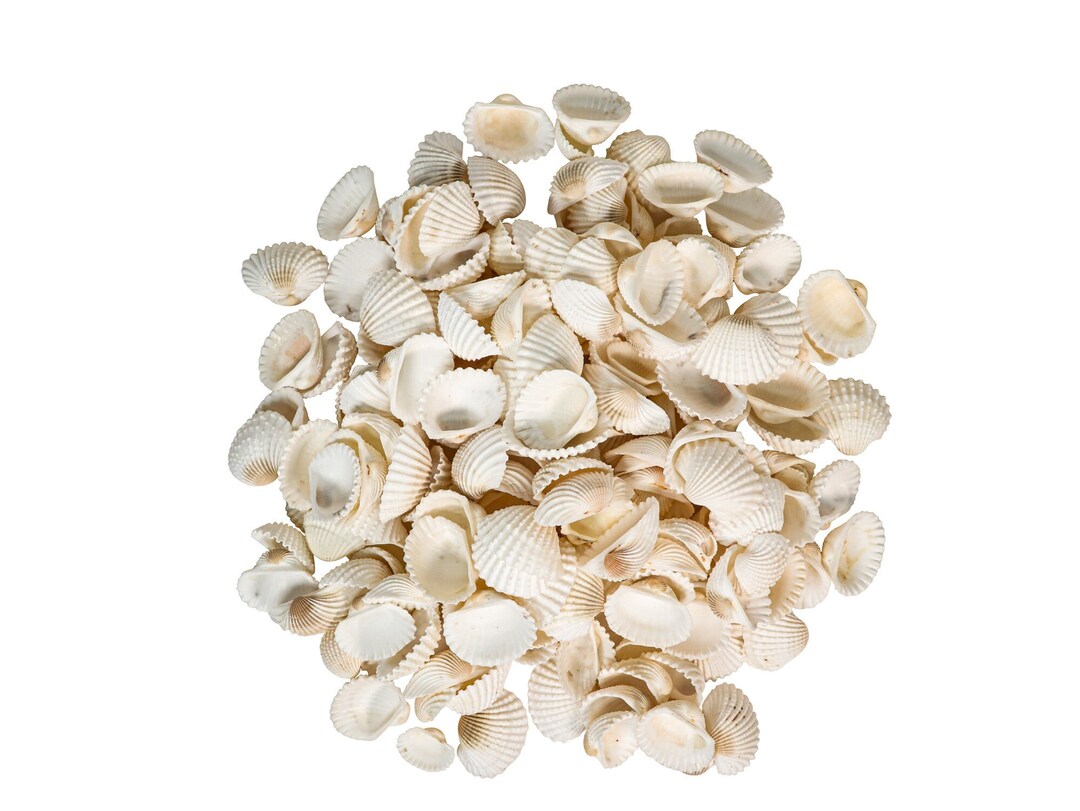 White Ark Shells: 1.25"-1.75" 1-KG Bag (2.2 Lbs) (2HS-3406-KG) Y3K - Etsy