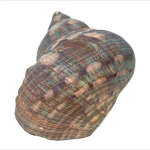 Raw Camouflage Turbo Sarmaticus Shell Medium Size (672-R-M) L31 - Etsy