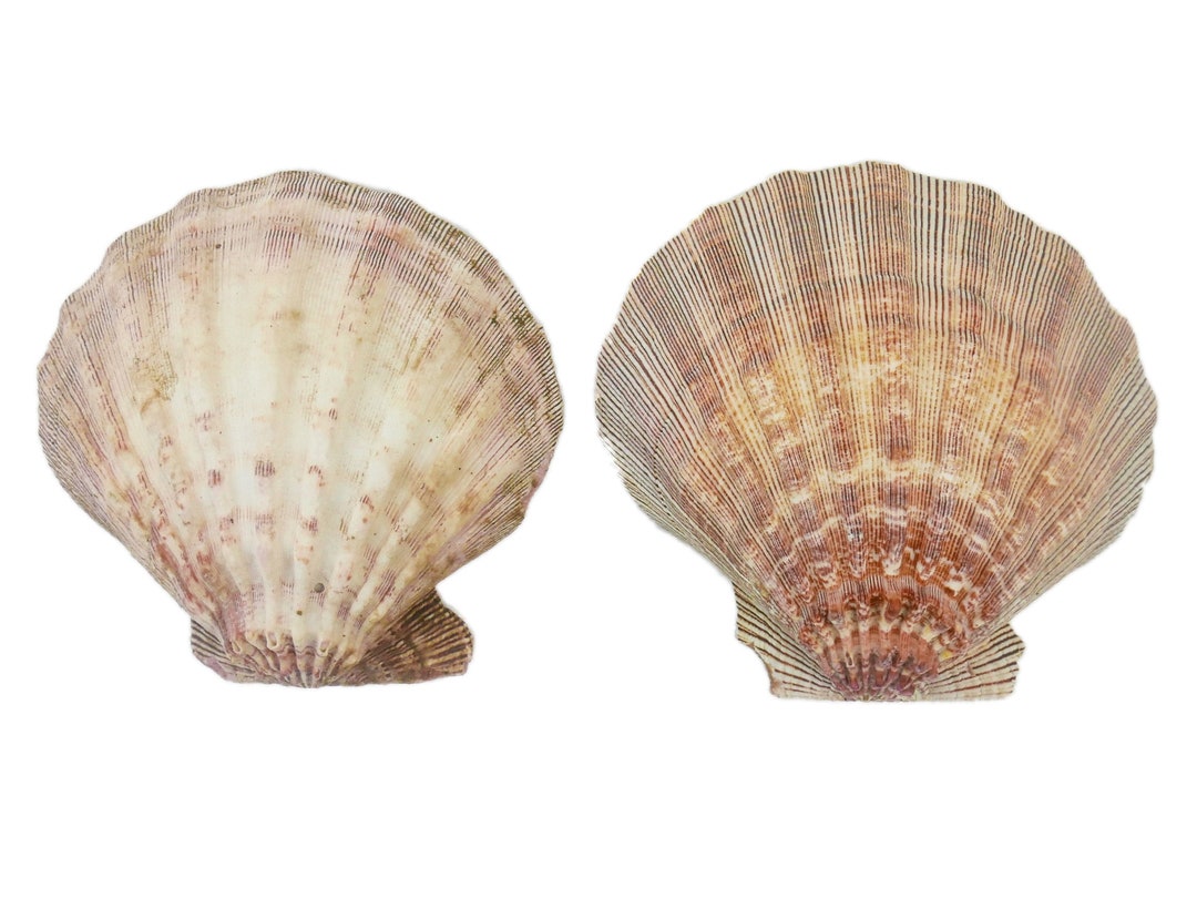 Two (2) Natural Lion Paw Scallop Shells for Dining, Crafts, or Display ...