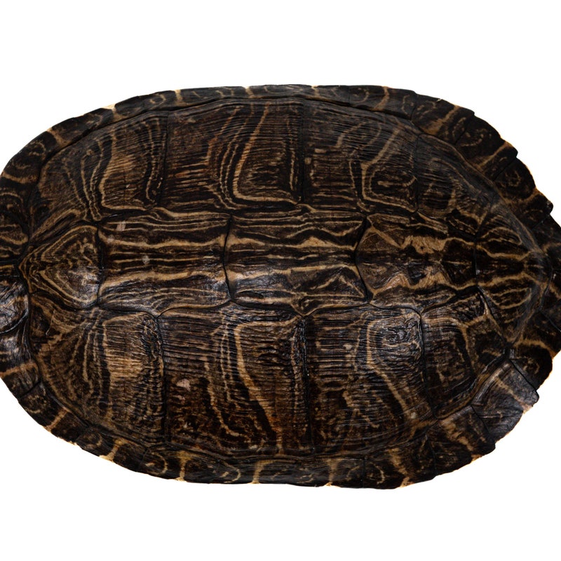 Turtle Shell - Etsy
