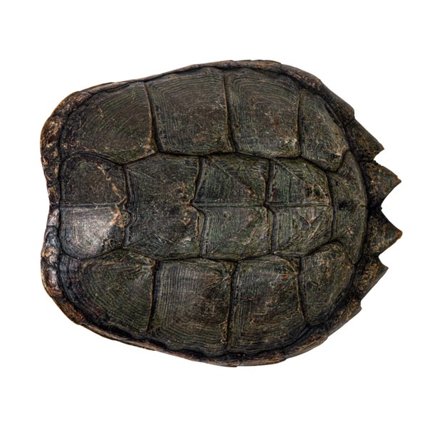 Turtle Shell - Etsy