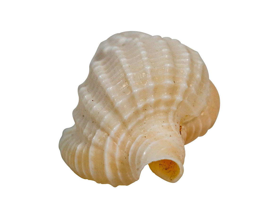 Nassa Reticulata Shells 0.6251: 1-KG Bag 2.2 - Etsy