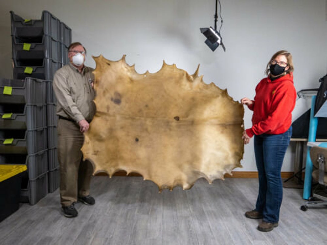 Elk Rawhide #1/#2: Gallery (55-30-25-G3966) Y2J - Etsy