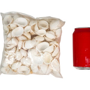 White Ark Shells: 1.25"-1.75" 1-KG Bag (2.2 Lbs) (2HS-3406-KG) Y3K - Etsy