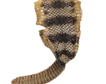Large Texas Rattlesnake Rattle 598-R1-L Y2J - Etsy