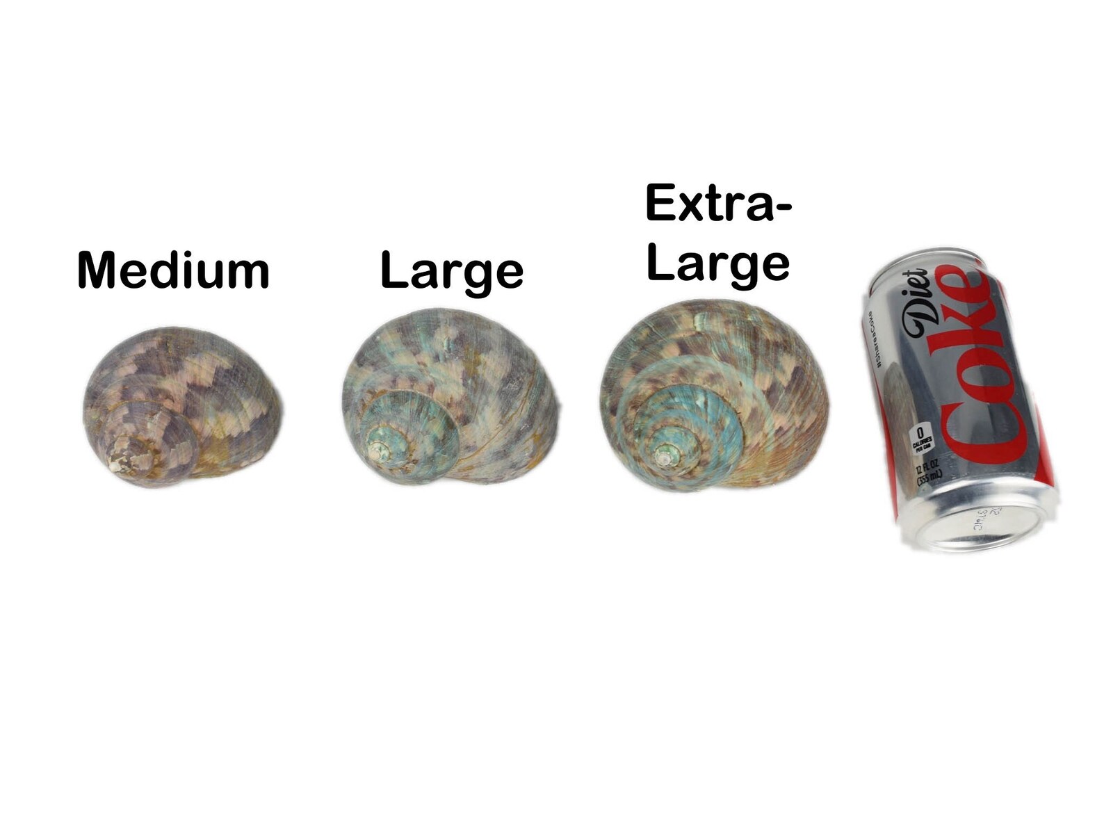 Raw Camouflage Turbo Sarmaticus Shell Large Size 672-R-L L31 | Etsy