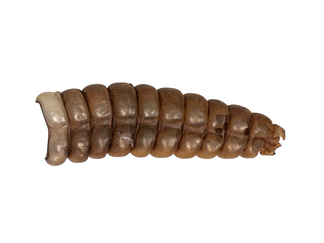 Large Texas Rattlesnake Rattle 598-R1-L Y2J - Etsy