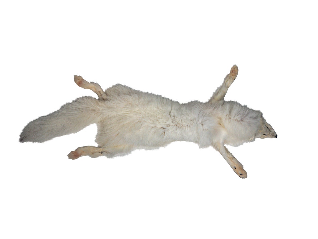 Taxidermy Quality Arctic Fox Pelt (180-02-TAX-G6115) 9UZ - Etsy