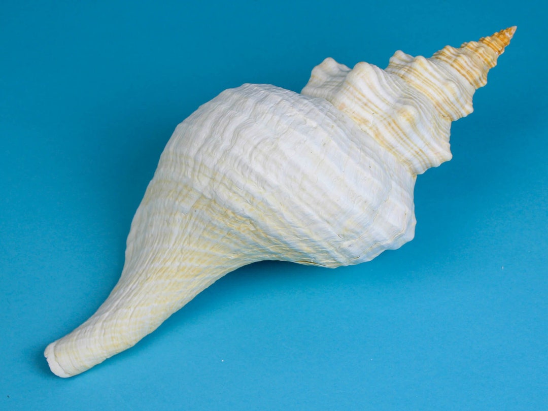 Mexican Horse Conch Shell: 14-15 1362-1415-AS L25 - Etsy