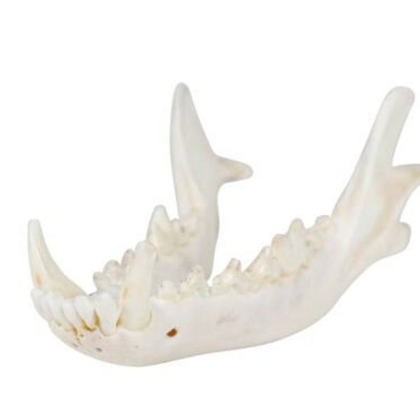 Coyote Jaw Bone - Etsy