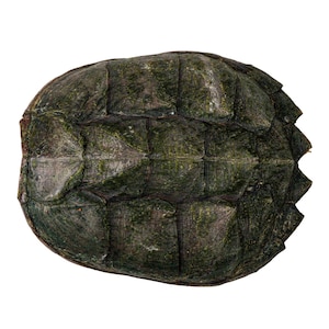 10" to 11" Real Snapping Turtle Shell With Plastron (229-WP-1011) Y3K ...