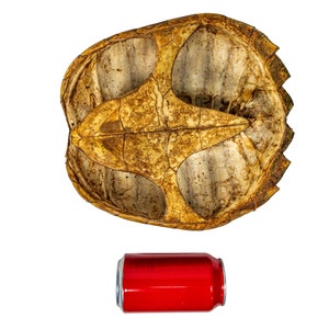 10" to 11" Real Snapping Turtle Shell With Plastron (229-WP-1011) Y3K ...