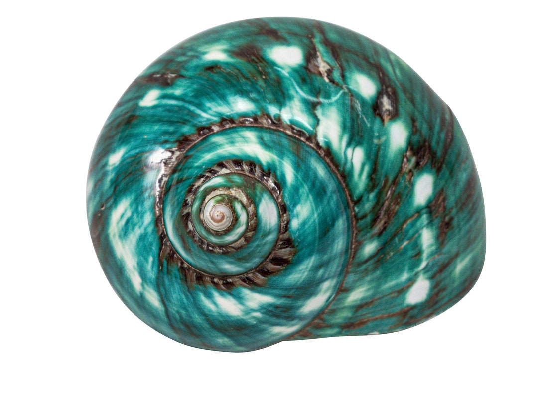 Polished Green Turbo Imperialis Shell: Extra Large - Etsy