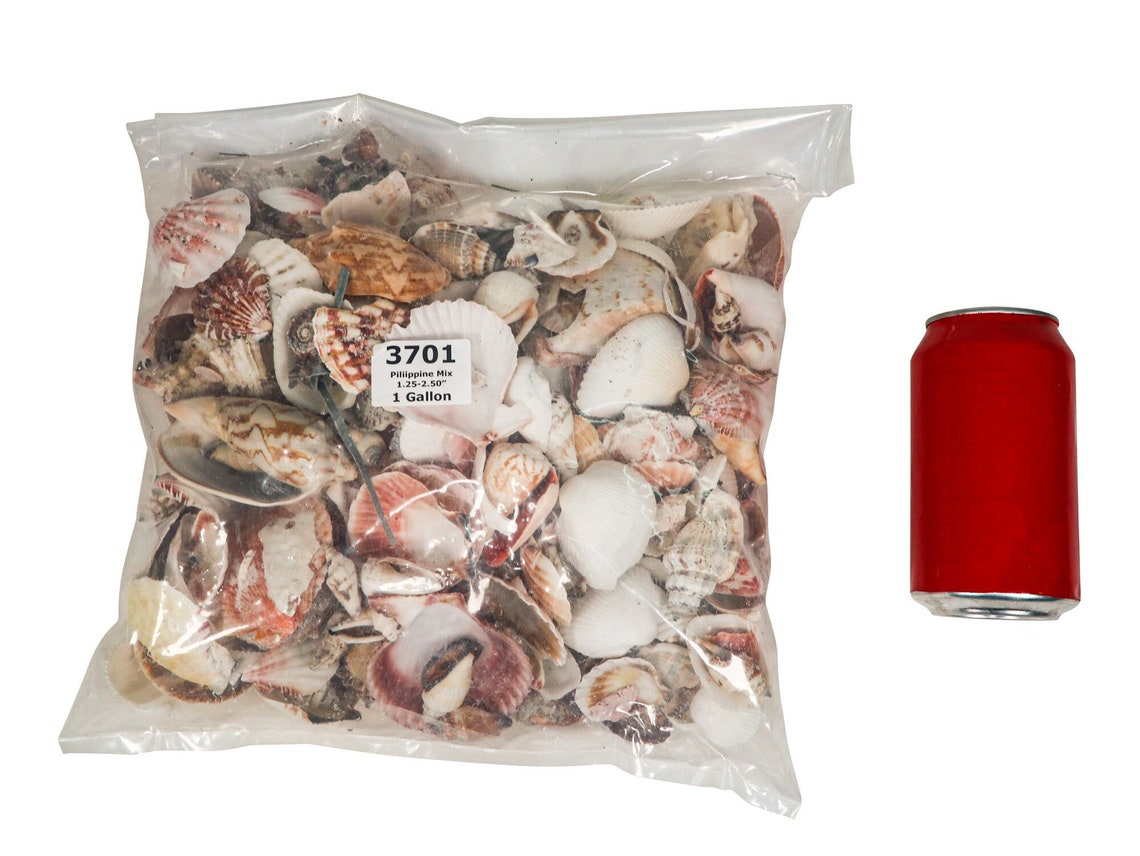 Philippine Mix Shells 1.252.50: 1-gallon - Etsy