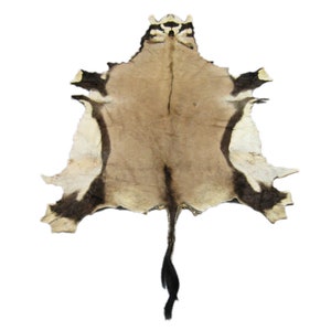 African Gemsbok Antelope Skin From Namibia AGS06-G01EW L19 - Etsy