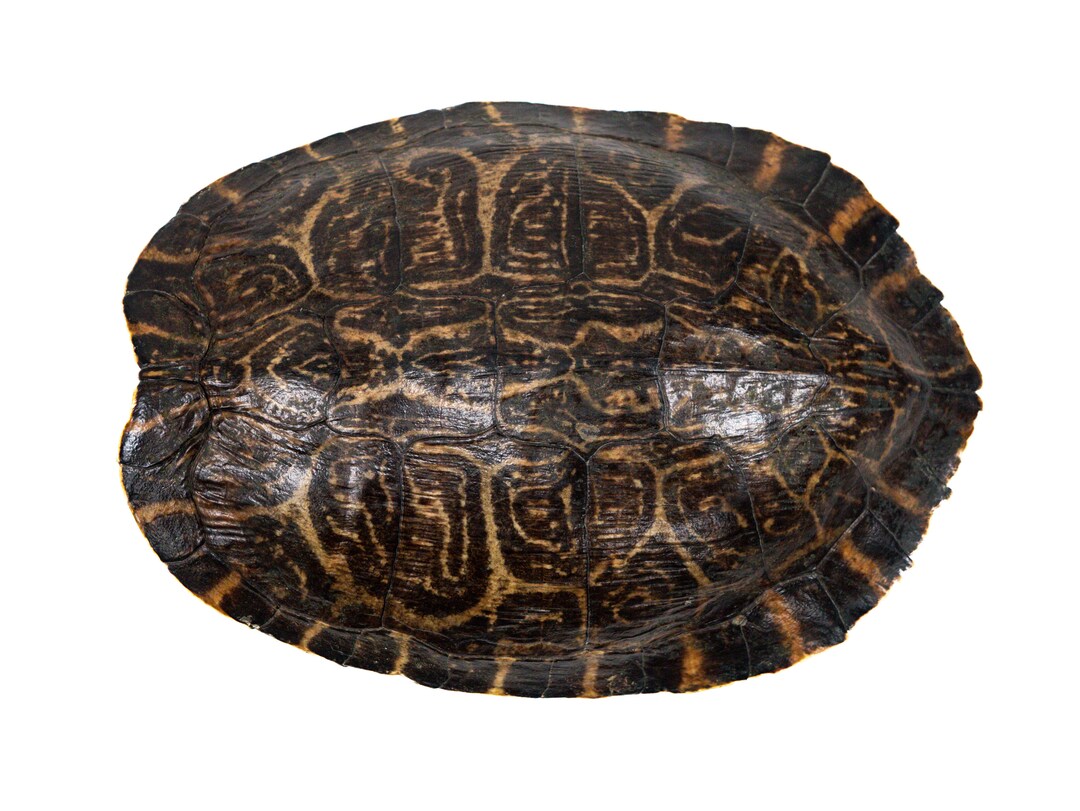 9" to 10" River Cooter Turtle Shell (1077-0910) Y3K - Etsy