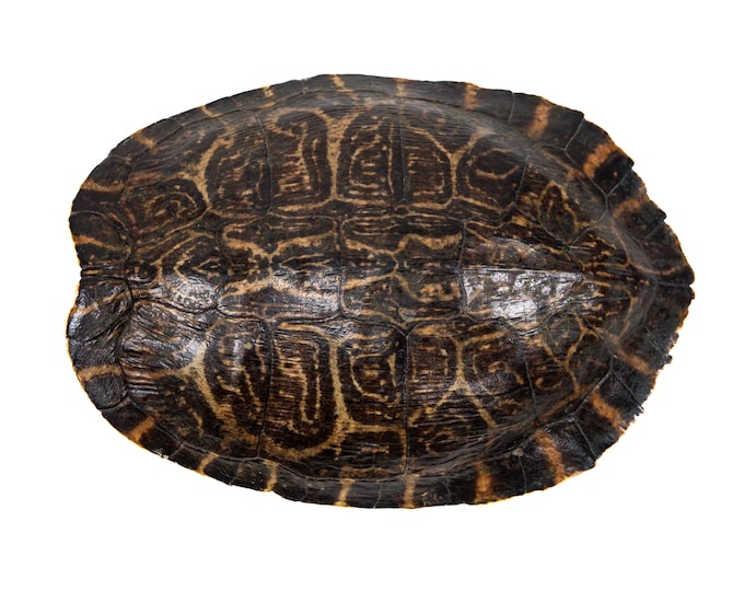 9" to 10" River Cooter Turtle Shell (1077-0910) Y3K - Etsy