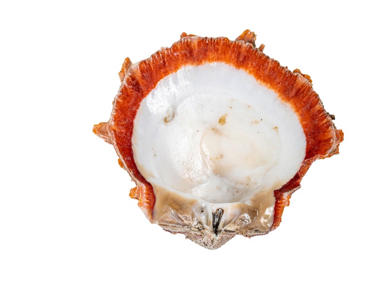 Red Orange Spiny Oyster Shell – First Quality (1086-41-G6332) - Etsy