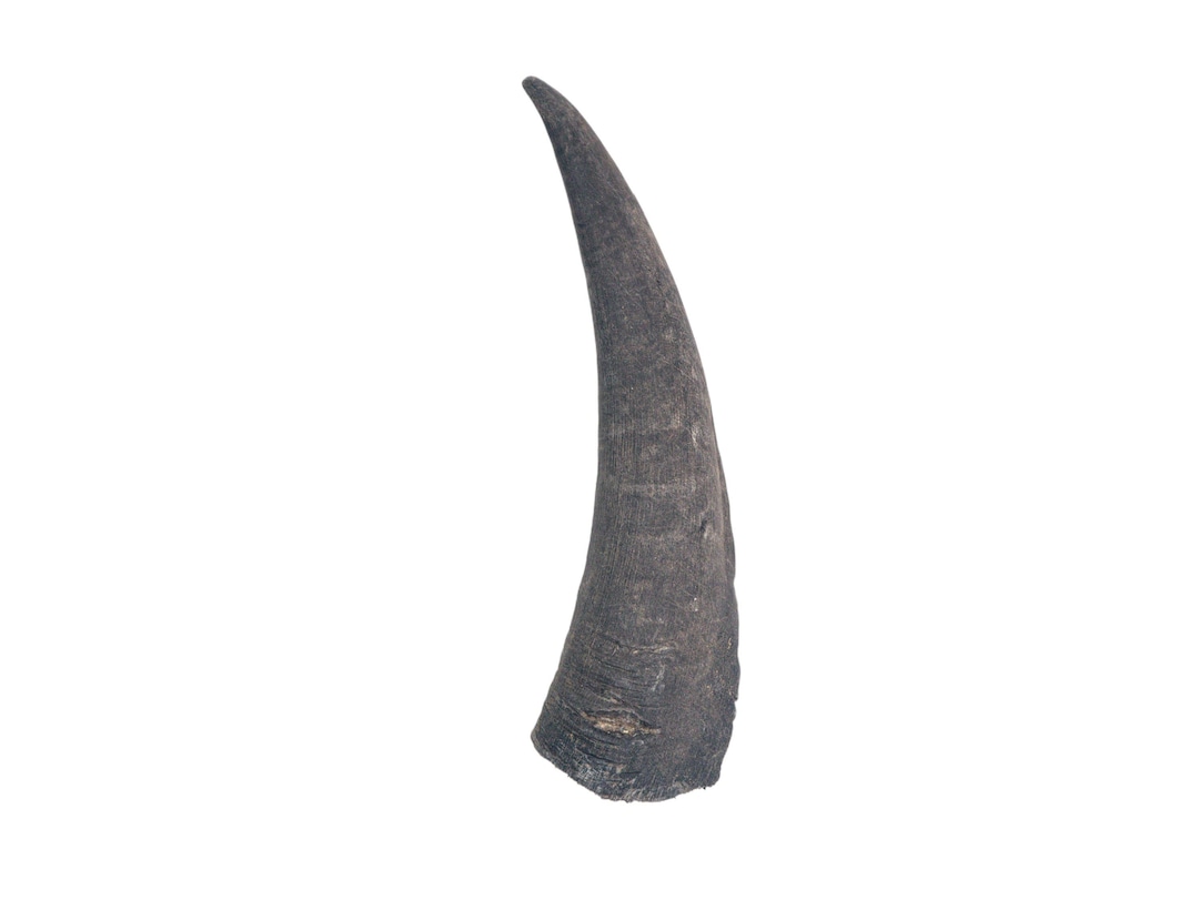 Real Black Goat Horn: Large (318-1BKL-AS) Y3K - Etsy