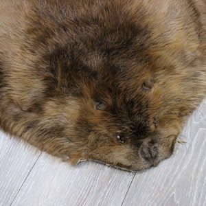 Extra Large Beaver Skin 1/2 grade: Gallery 50-1-XL-G3205 | Etsy