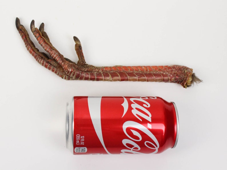 Real Preserved Turkey Foot for Craft Projects 21-60 F11 - Etsy