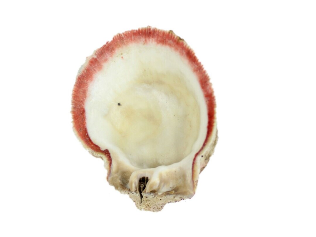 Red Orange Spiny Oyster Shell – Second Quality (1086-12-G3334) Y1J - Etsy