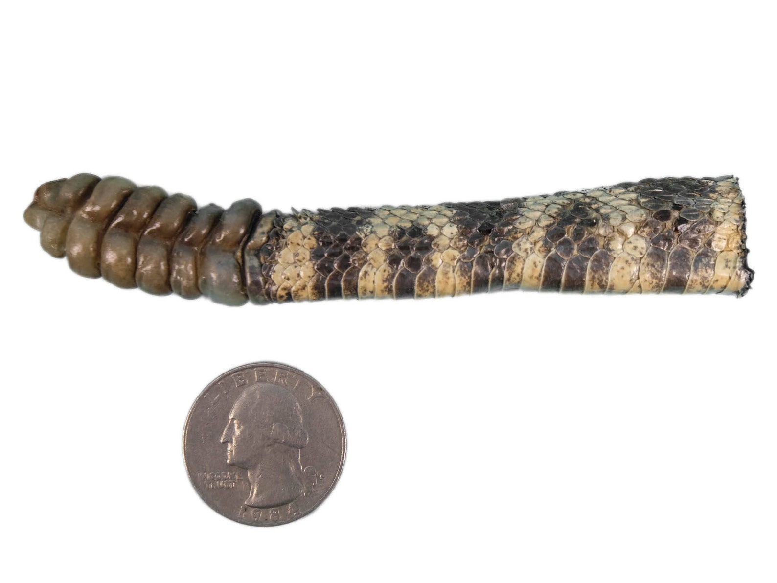 Real Rattlesnake Rattle and Tail 598-P505 9UC17 - Etsy