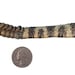 Real Rattlesnake Rattle and Tail 598-P505 Y2L - Etsy