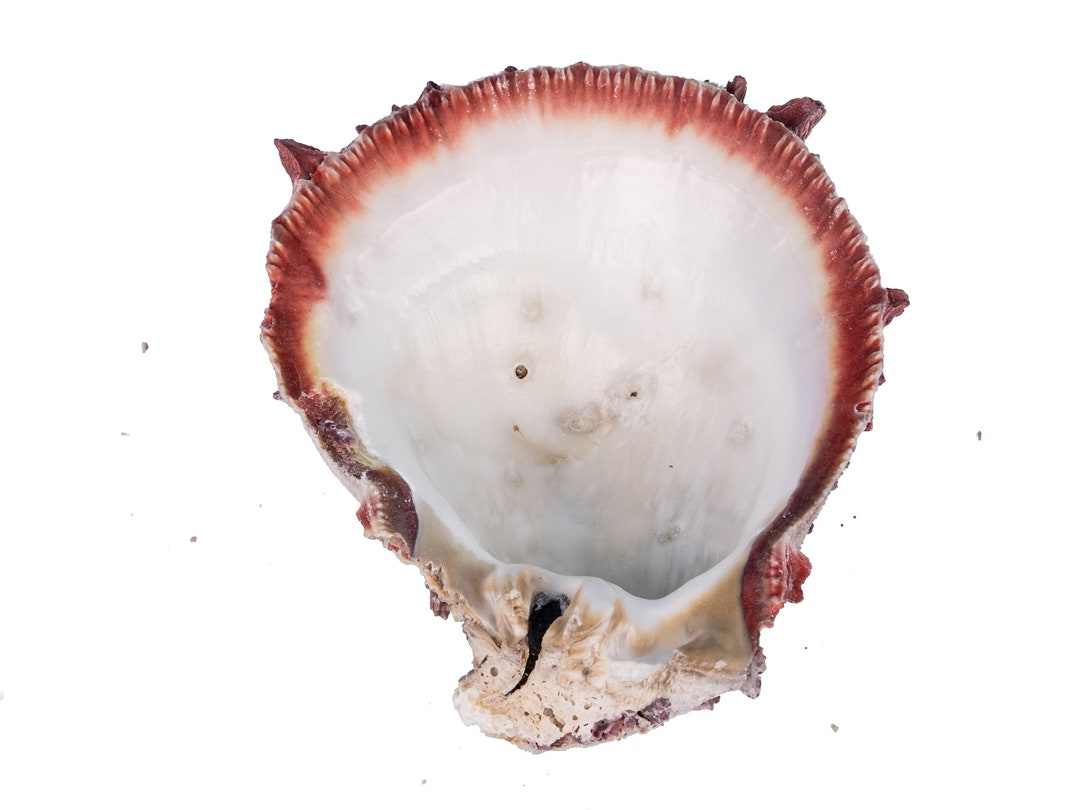 Spiny Oyster Shell: Red 1 1086-31-G4148 8UR8 - Etsy