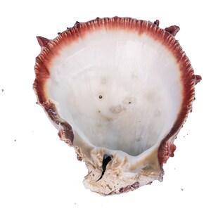 Spiny Oyster Shell: Red 1 1086-31-G4148 8UR8 - Etsy