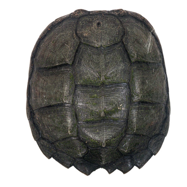 Snapping Turtle - Etsy