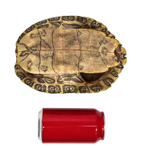 8" to 9" River Cooter Turtle Shell (1077-0809) Y3K - Etsy