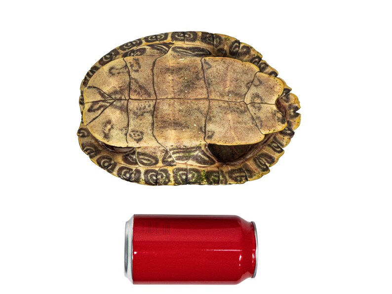 8 to 9 River Cooter Turtle Shell 1077-0809 10UBS - Etsy