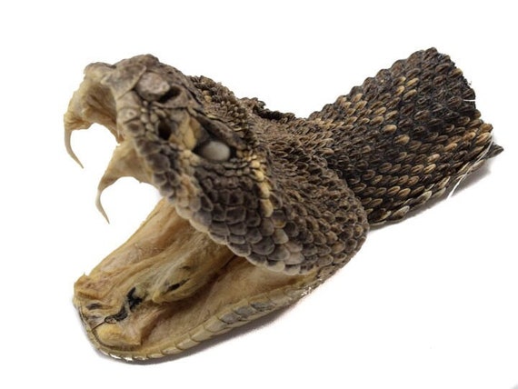 Realistic Snake Head Drawing