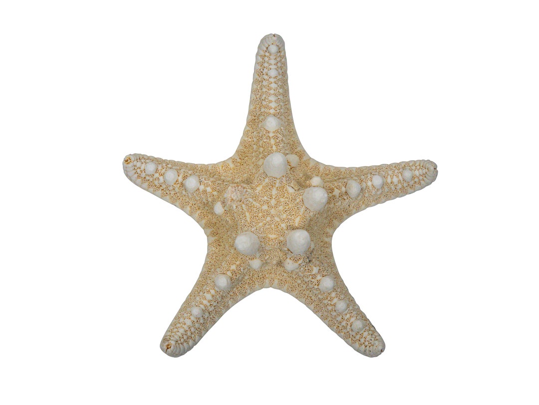 Bleached White Knobby Starfish 3-4" (2HS-9048SW) Y1K/Y2K - Etsy