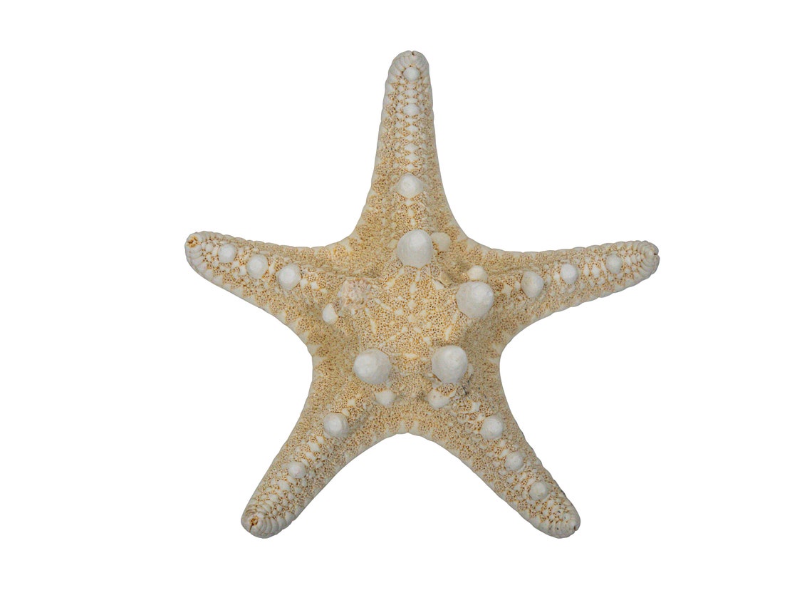 Bleached White Knobby Starfish 3-4" (2HS-9048SW) / - Etsy