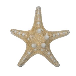 Bleached White Knobby Starfish 3-4" (2HS-9048SW) / - Etsy
