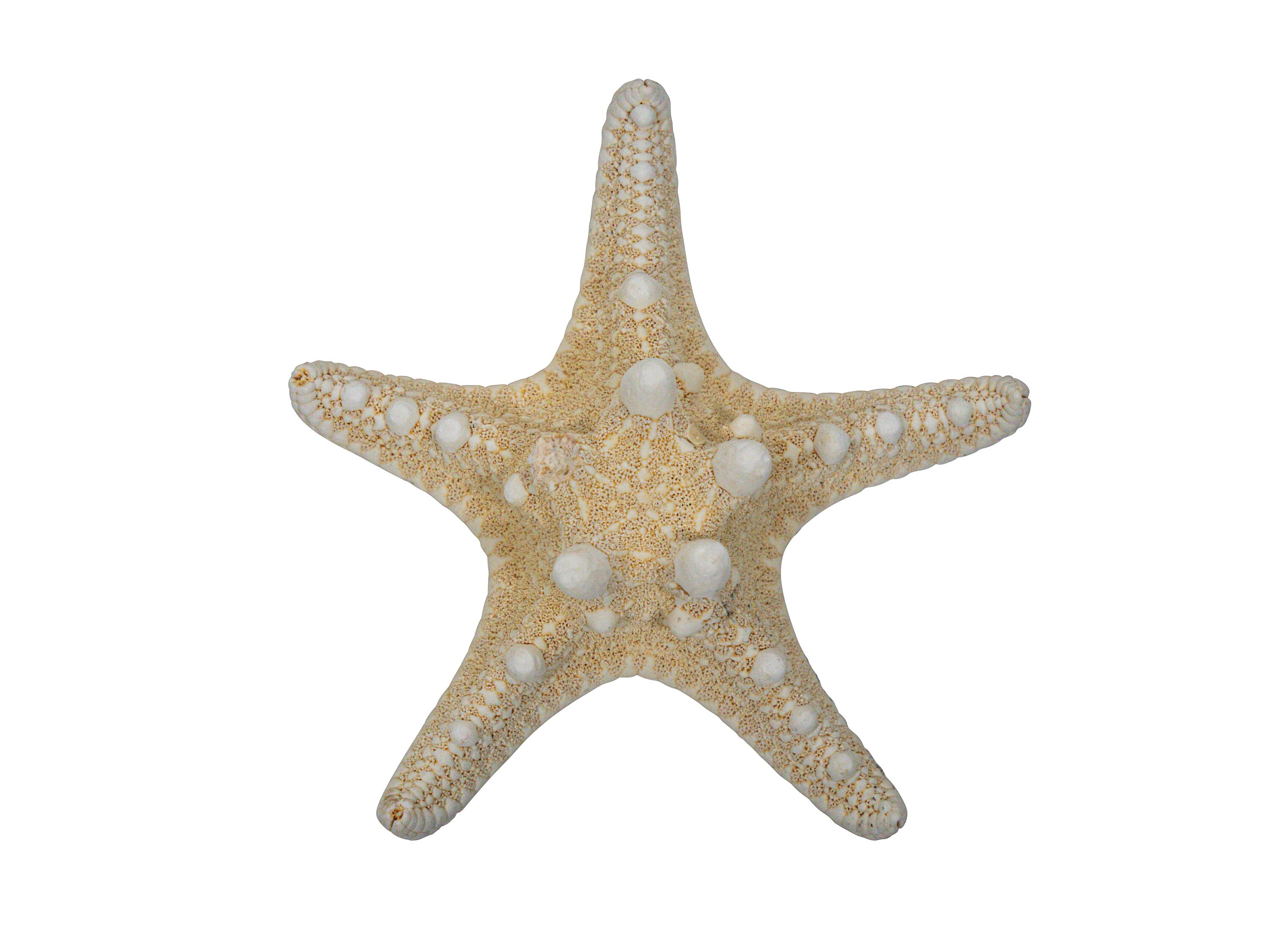 Bleached White Knobby Starfish 3-4" (2HS-9048SW) / - Etsy
