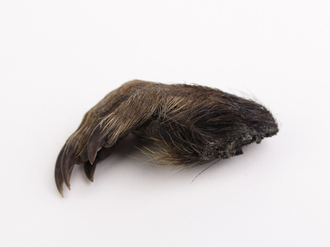 Nutria Coypu Foot: Extra Small (21-90XS-AS) Y1X - Etsy